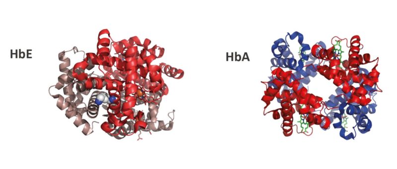 Nieuwsbrief Hemoglobinopathieën - CMA