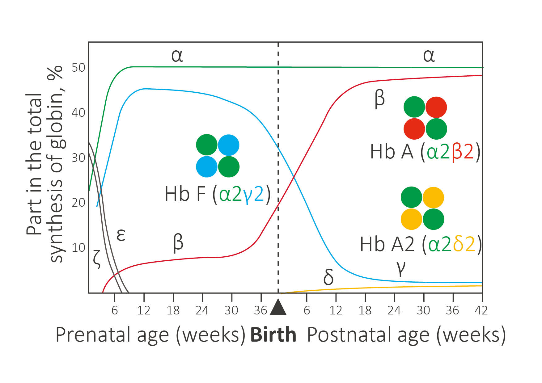 Nieuwsbrief Hemoglobinopathieën - CMA